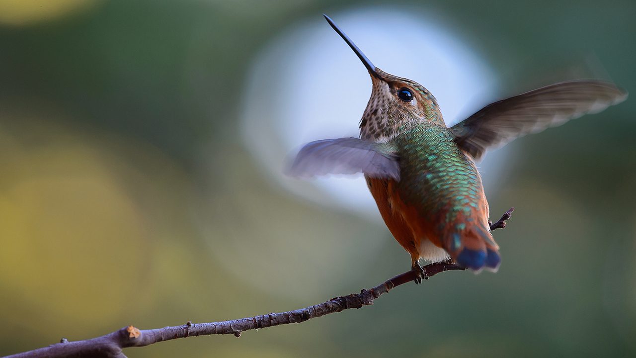 The Secrets to Creating Super Sharp Images - Online Photography Course