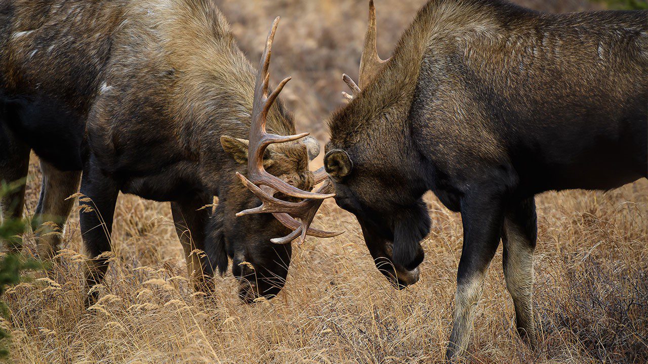 The Science of Wildlife Photography - Online Photography Course