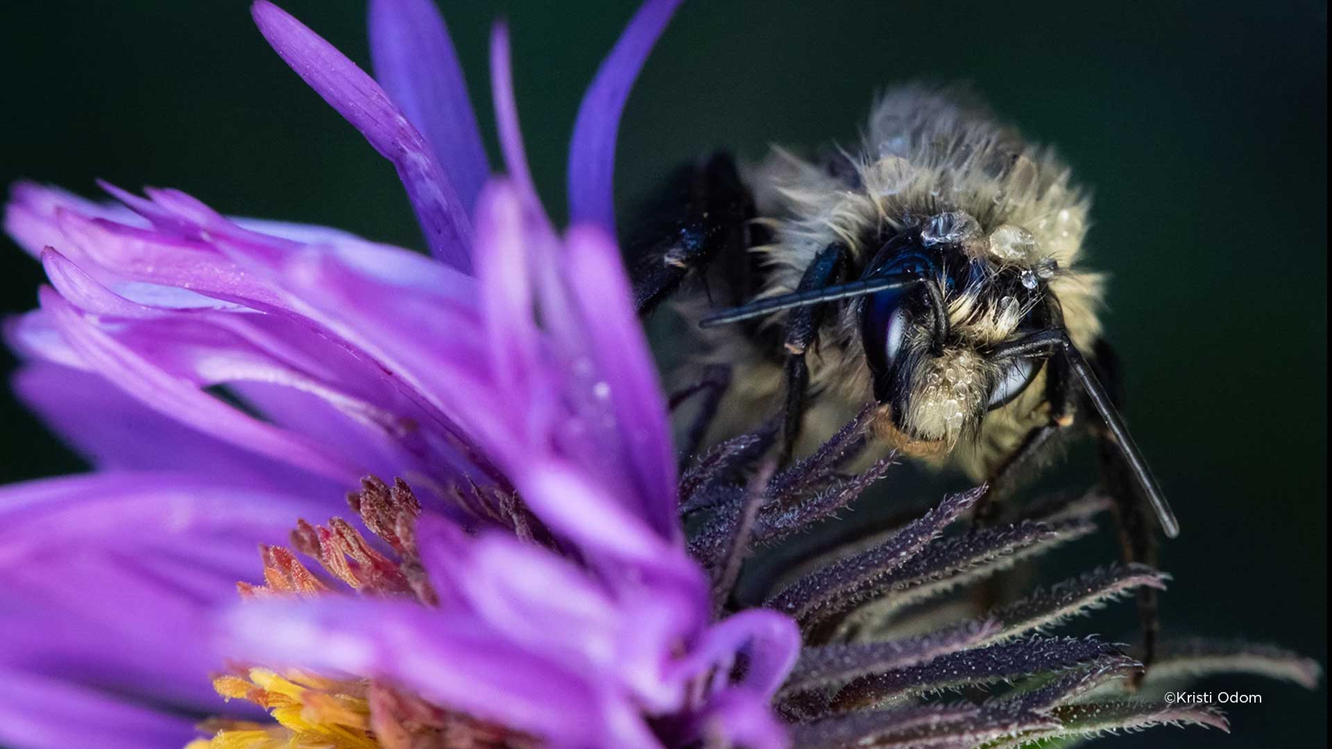 Advanced Macro Photography Techniques - Online Photography Course